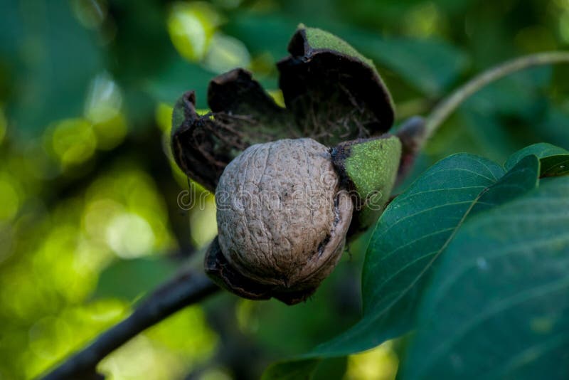 Walnuts in a green shell stock photo. Image of green - 154799388