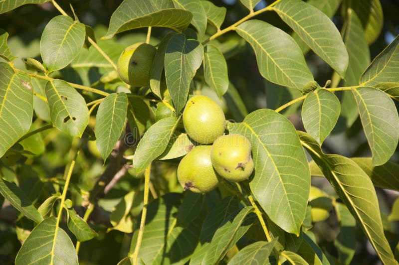 Walnuts stock image. Image of nature, field, plantation - 32809365
