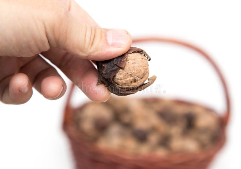 Walnuts in Hand with a Basket on a White Background Stock Photo - Image ...