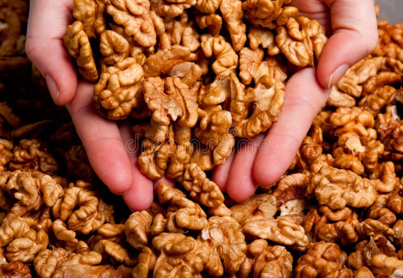 Walnuts in hand stock image. Image of eating, group, large - 30614593