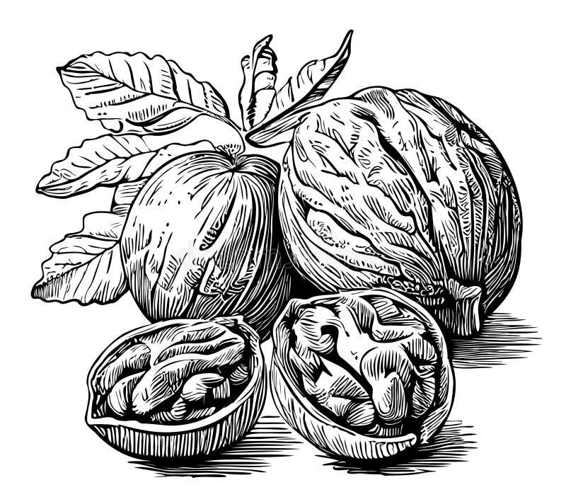 Walnuts Hand Drawn Sketch Healthy Food Vector Illustration Stock ...
