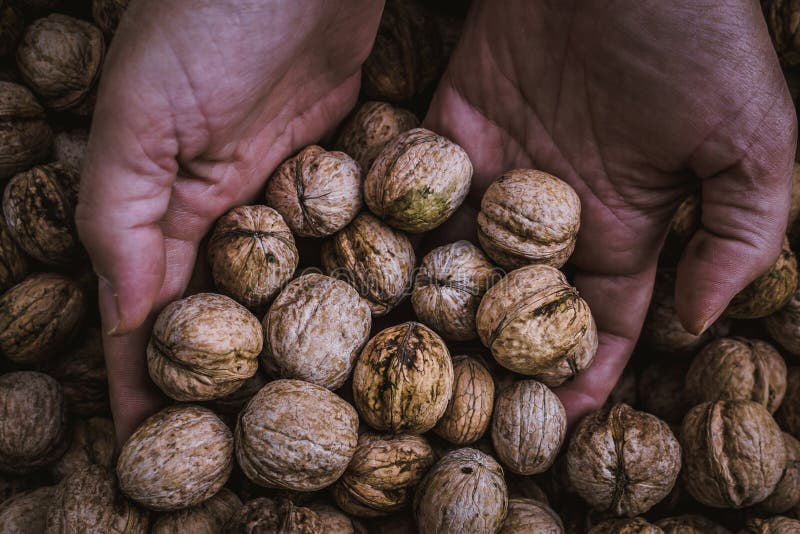 Walnuts in hand stock image. Image of diet, nature, closeup - 127574993