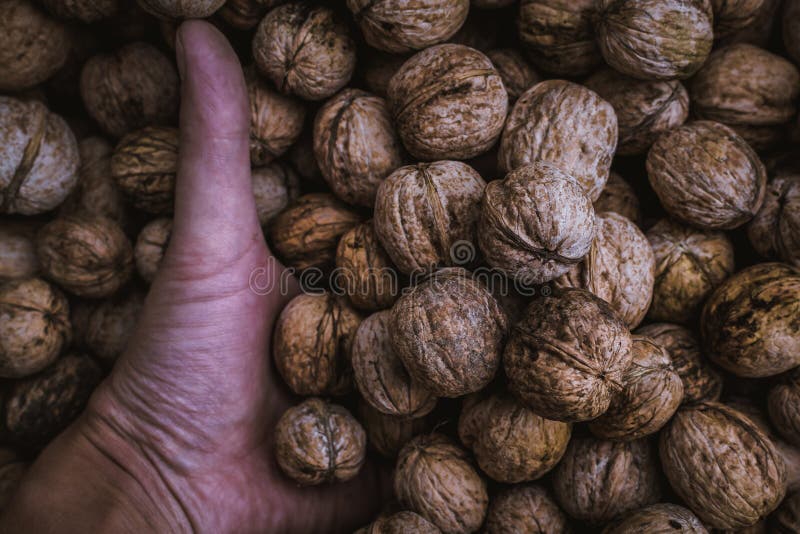 Walnuts in hand stock image. Image of regia, juglandaceae - 127575037