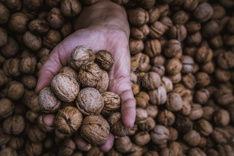 Walnuts in hand stock photo. Image of brown, full, outdoor - 127575104
