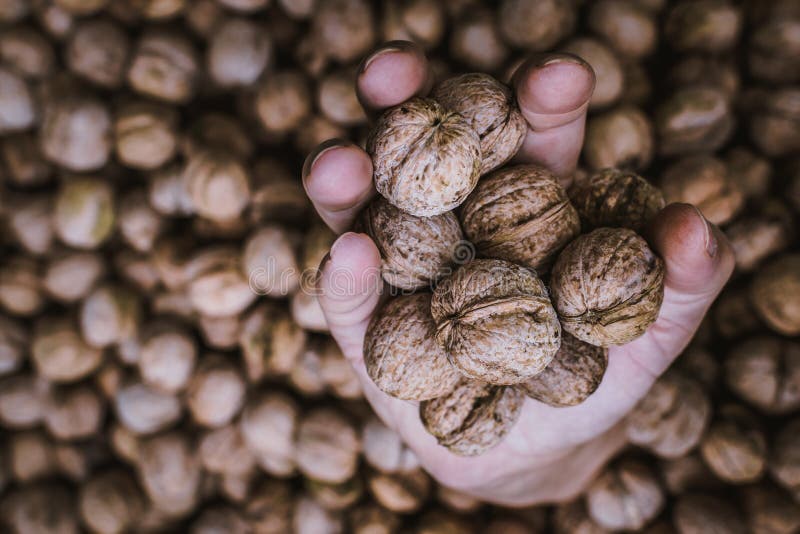 Walnuts in hand stock image. Image of brown, nature - 127575105