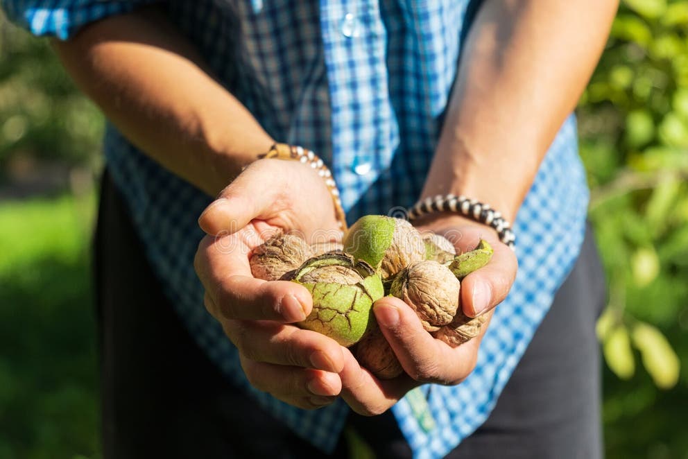 Walnuts in Hand. Fruits of a Walnut. Raw Walnuts in a Green Nutshell ...