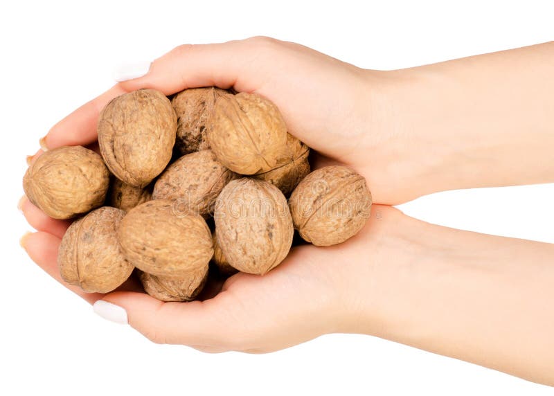Walnuts in hand stock image. Image of studio, pile, hold - 108547341