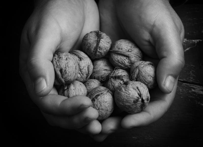 Walnuts in hands stock photo. Image of nature, group - 79374914