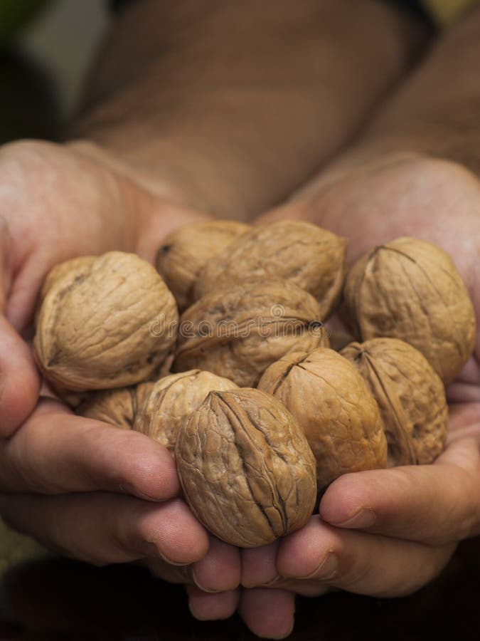 Walnuts in the hands stock photo. Image of fresh, healthy - 73946046