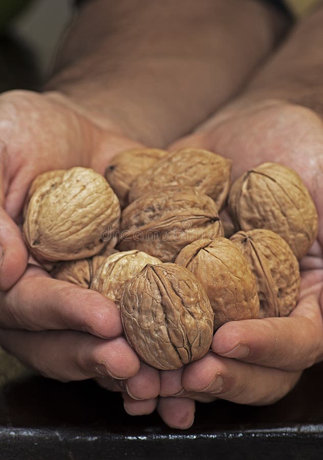 Walnuts in the hands stock image. Image of agriculture - 81592303