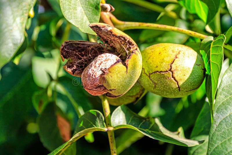 Immediately the Green Walnut Outer Shell is Breaking Stock Image ...