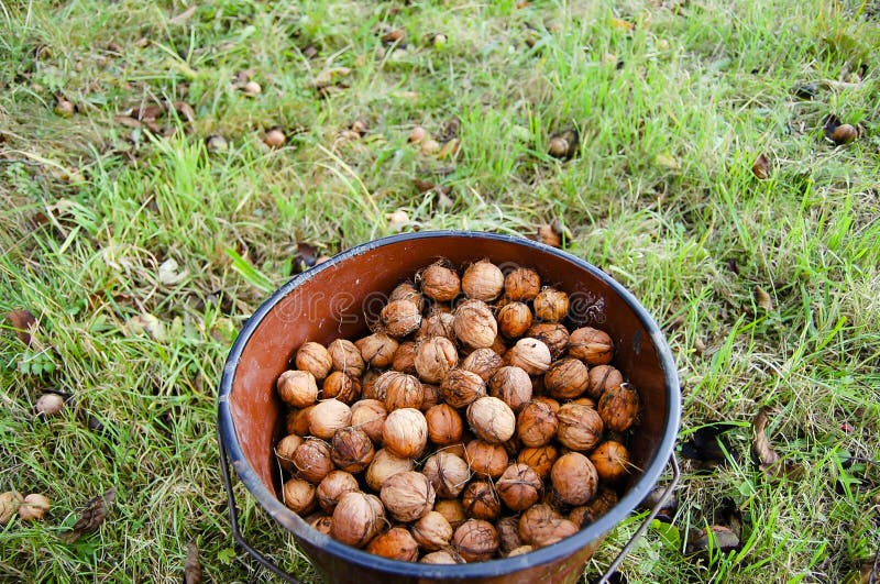 Walnuts stock photo. Image of ripe, tree, fruit, open - 109793366