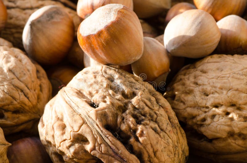 Walnuts and hazelnuts stock photo. Image of group, object - 61516036