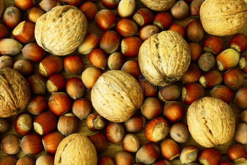 Walnuts and hazelnuts stock image. Image of white, eating - 36634325