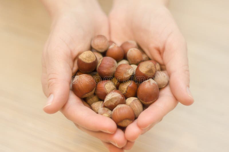 Hazelnuts in hands stock image. Image of crunchy, salt - 24900981