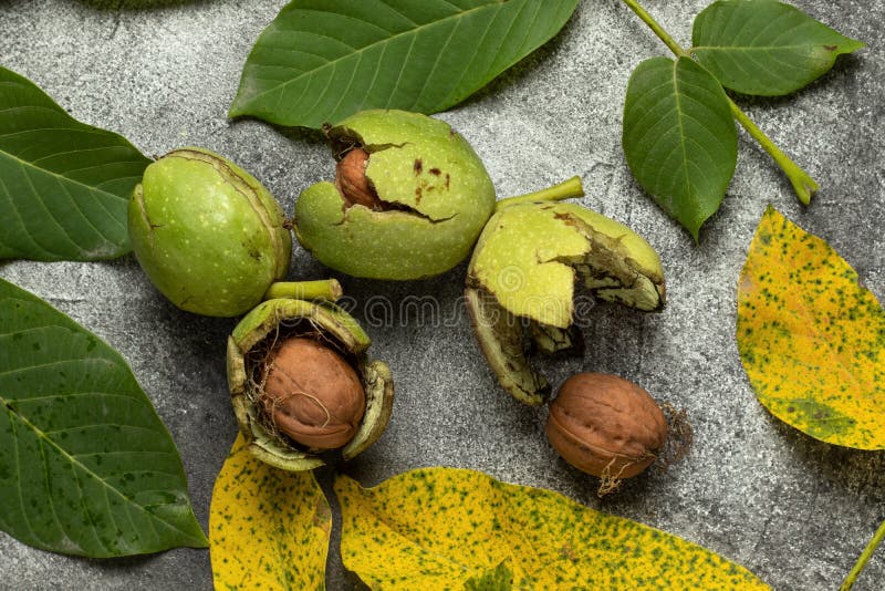 Walnuts Inside and Outside the Green Husk. Stock Photo - Image of seed ...
