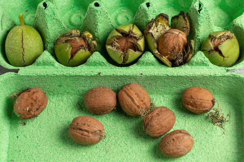Walnuts Inside and Outside the Green Husk. Stock Image - Image of ...