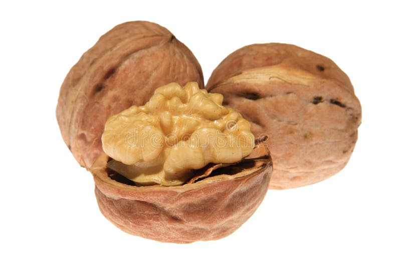 Walnuts isolated on white stock image. Image of cracks - 21130831