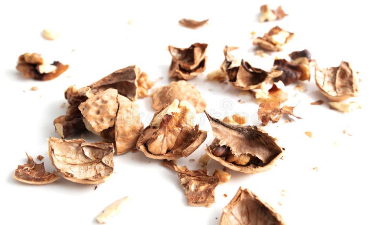 Walnuts Isolated on a White Background Stock Image - Image of walnut ...