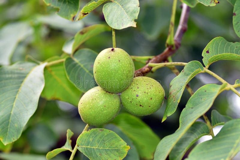 Walnuts (Juglans Regia) on a Walnut Tree Stock Photo - Image of edible ...