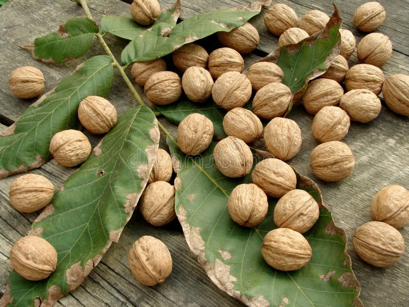 Walnuts with leaves stock photo. Image of bright, green - 21311306