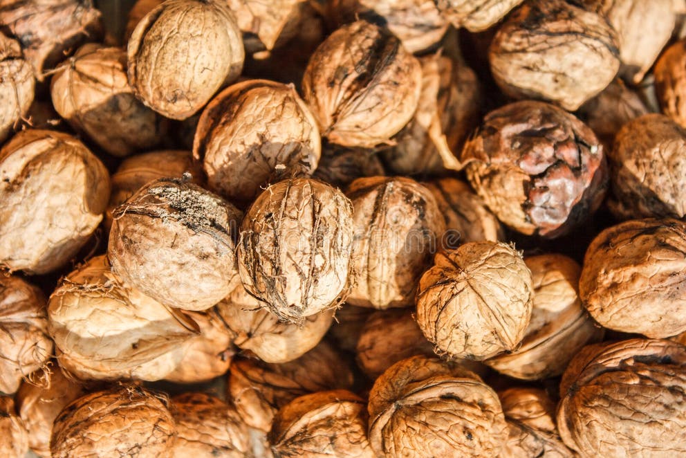 Walnuts stock image. Image of kernel, harvest, food, ingredient - 43336959