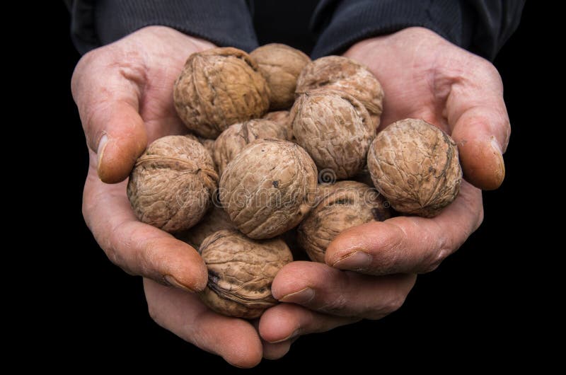 Uncleaned Walnuts in the Hands of a Farmer Stock Image - Image of ...