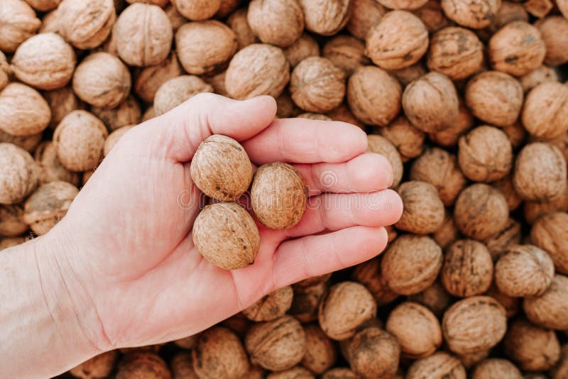 Walnuts in Man Hand, Hunan Hands Holding Three Walnuts Stock Image ...