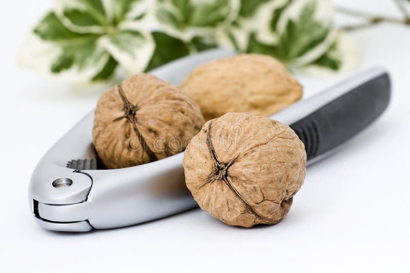 Walnuts and nutcracker stock image. Image of isolated - 7662755