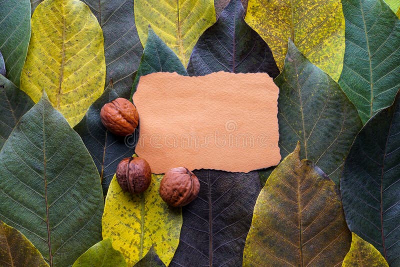 Walnuts on Ragged Sheet of Paper and Walnut Tree Autumn Leaves ...