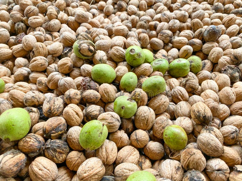 Walnuts Opened the Shell and the Collected Stock Photo - Image of ...