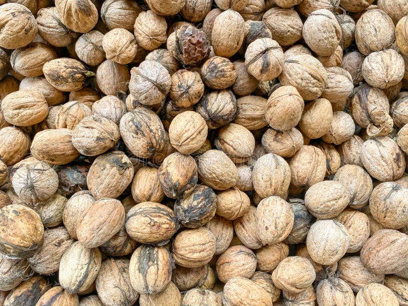 Walnuts Opened the Shell and the Collected Stock Image - Image of ...