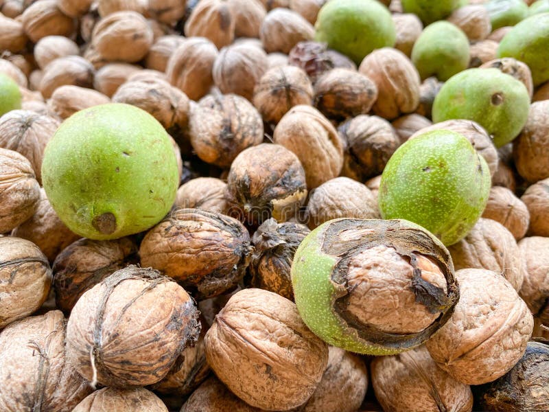 Walnuts Opened the Shell and the Collected Stock Image - Image of ...