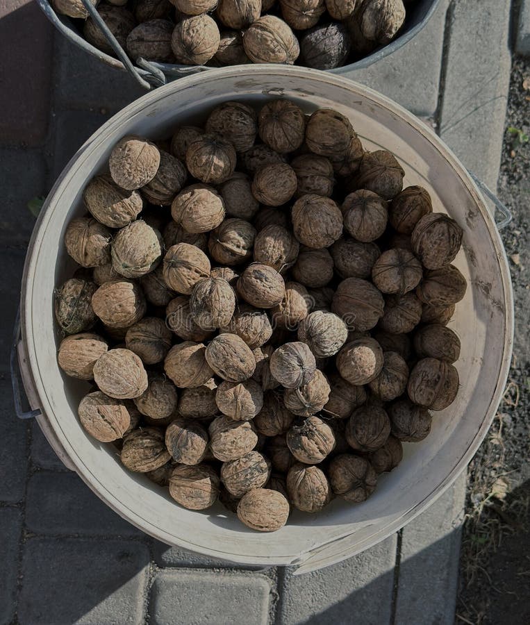 Walnuts in a Plastic Bucket Stock Image - Image of bucket, botany ...