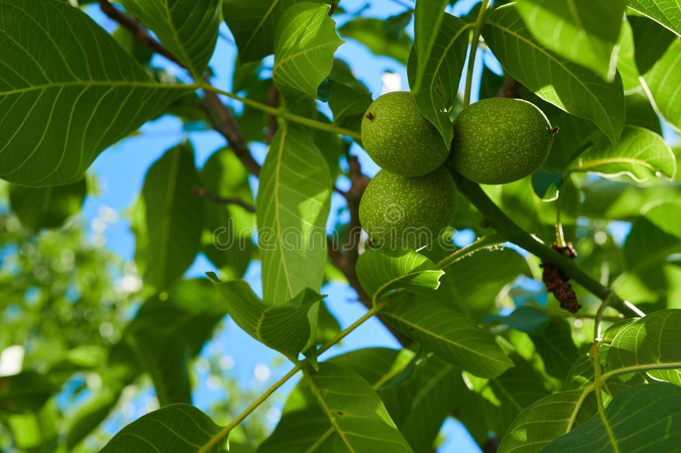 Walnuts Ripe on the Tree, Shot Close-up Stock Photo - Image of farm ...