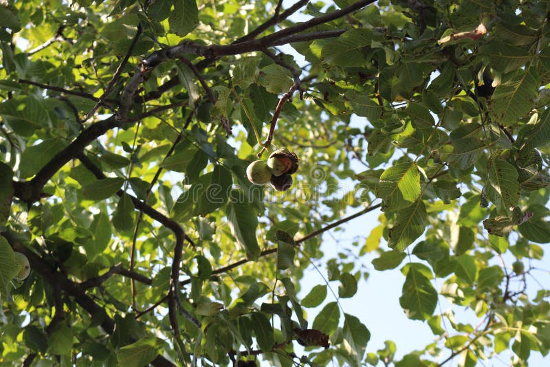 Walnuts Ripened on a Tree in the Fall. they Hang on Branches in Green ...