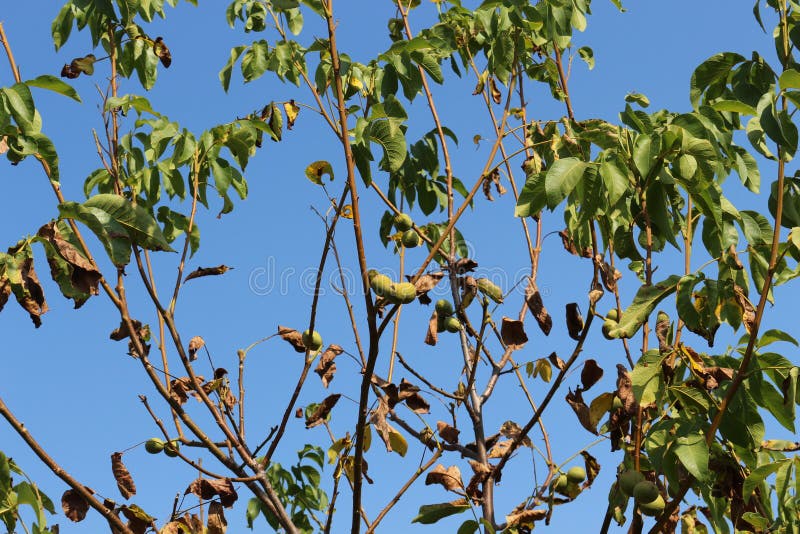 Walnuts Ripened on a Tree in the Fall. they Hang on Branches in Green ...