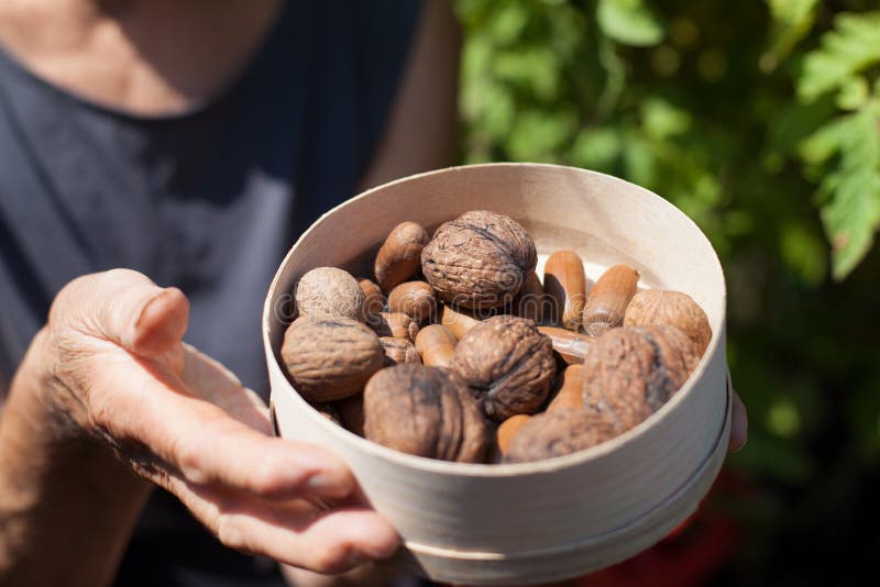 Walnuts in a Round Wooden Box Stock Image - Image of autumn, healthy ...