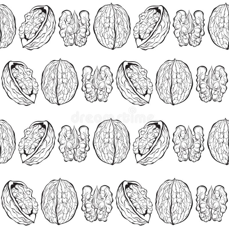 Walnuts Hand Drawing Stock Illustrations – 322 Walnuts Hand Drawing ...