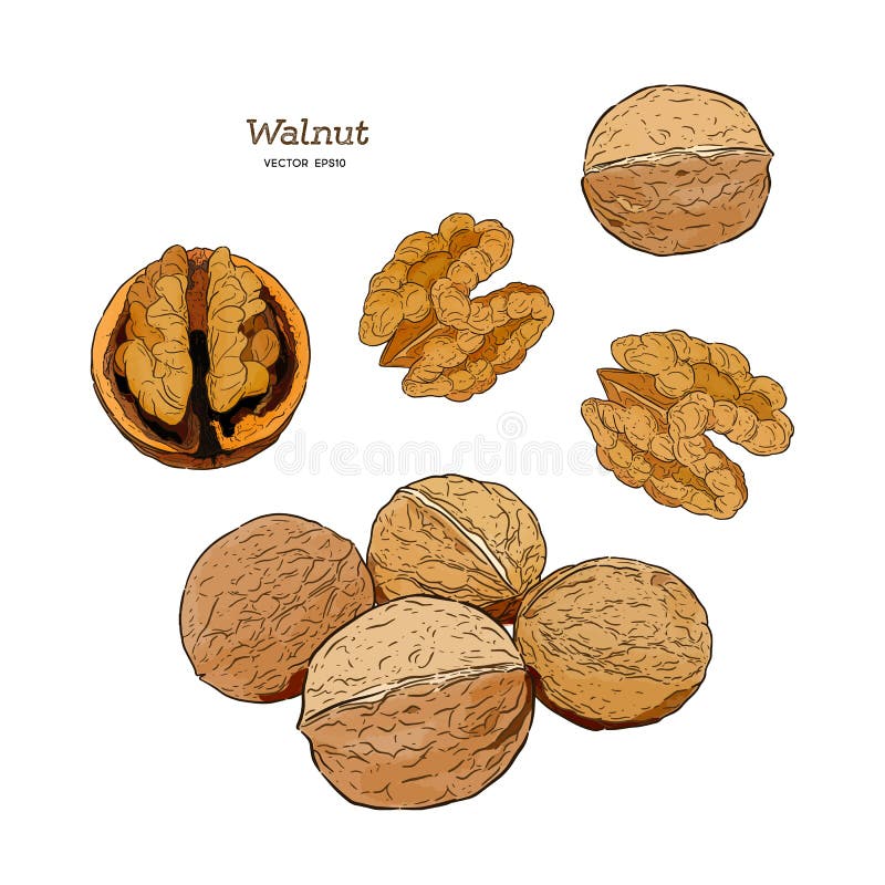 Walnuts Set. Ink Sketch of Nuts. Hand Drawn Vector Illustration Stock ... Walnuts Set. Ink Sketch of Nuts. Hand Drawn Vector Illustration Stock ...
