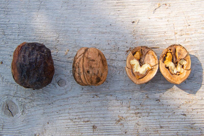 Walnuts, in Shell and without Shell Stock Photo - Image of fruit ...
