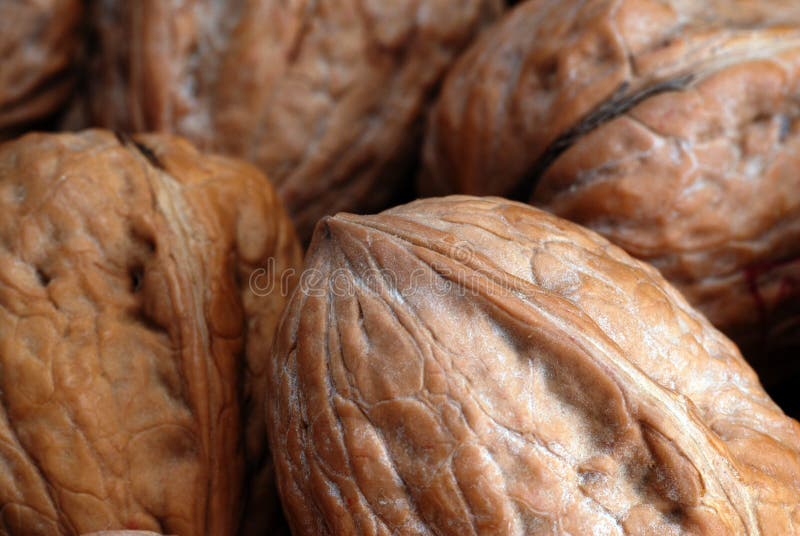 Walnuts in shell stock photo. Image of healthy, nutrient - 26497538