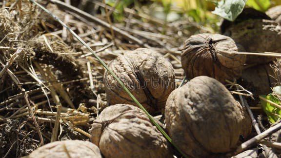 Walnuts in a Shell Close-up in the Sun Stock Photo - Image of kernel ...
