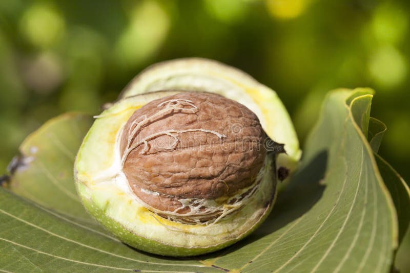 Walnuts in shell stock photo. Image of harvest, food - 131814660
