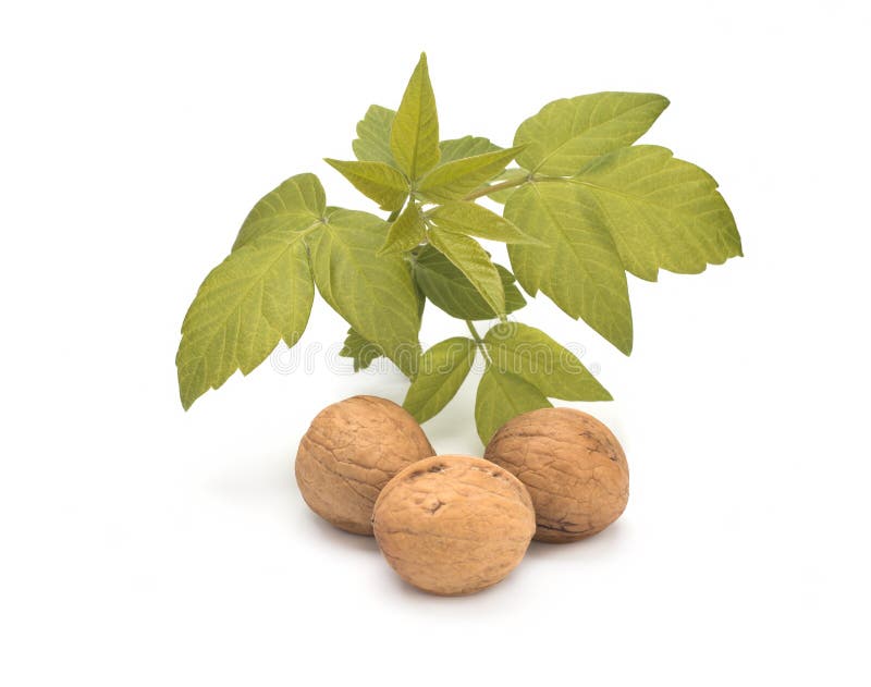 Walnuts in Shell and Green Leaves on White Background Stock Image ...