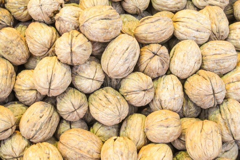 Walnuts in shell pattern stock image. Image of nutshell - 82816651