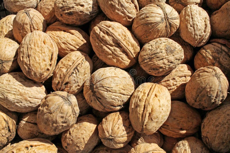 Walnut wallpaper stock image. Image of vegetarian, composition - 108048401