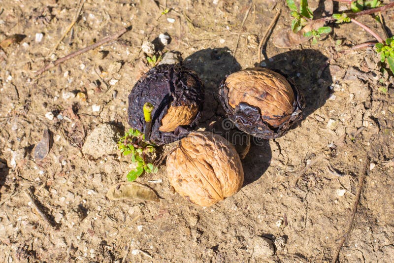 Walnuts in Shells on the Ground. Collecting Nuts in the Fall in the ...