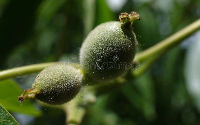 Green Walnuts stock photo. Image of treatment, tree - 254776516
