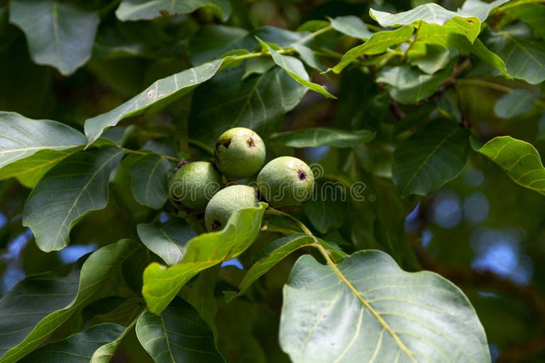 Walnuts Still Hanging from the Tree Stock Image - Image of color, group ...